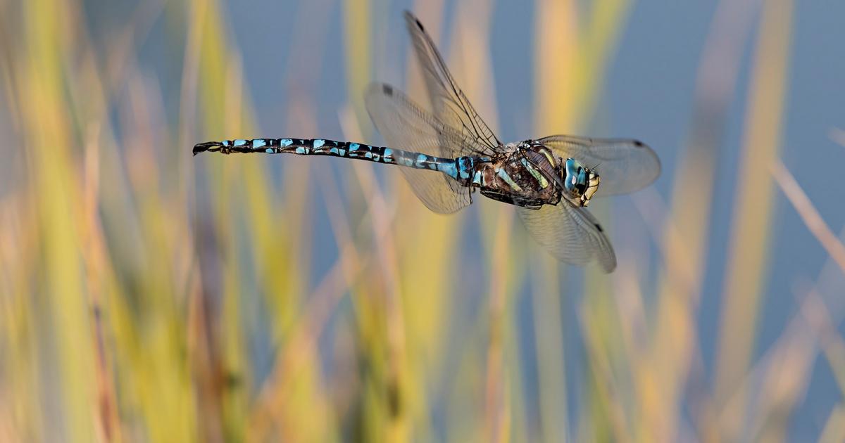 dragon fly ir