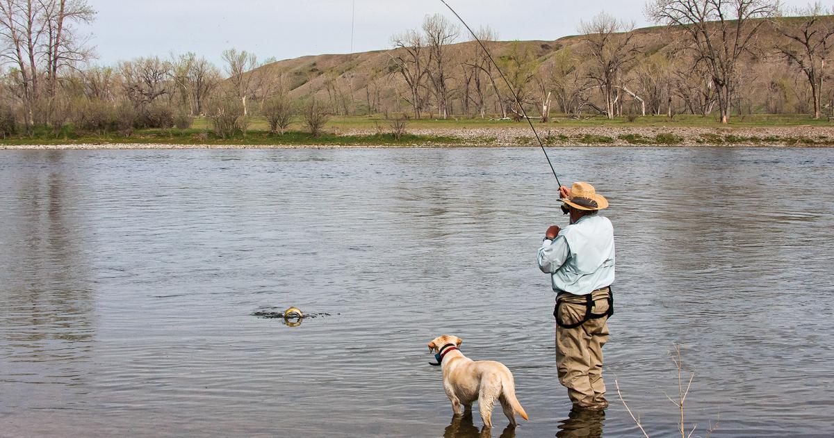 Federation of Fish Dogs | Outside Bozeman