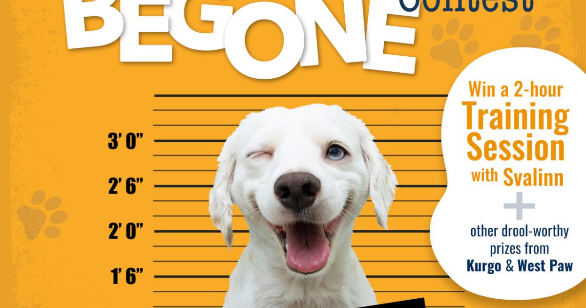Bad Dog Begone | Outside Bozeman
