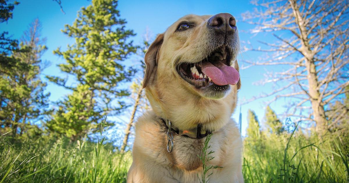 Veterinary Open House | Outside Bozeman