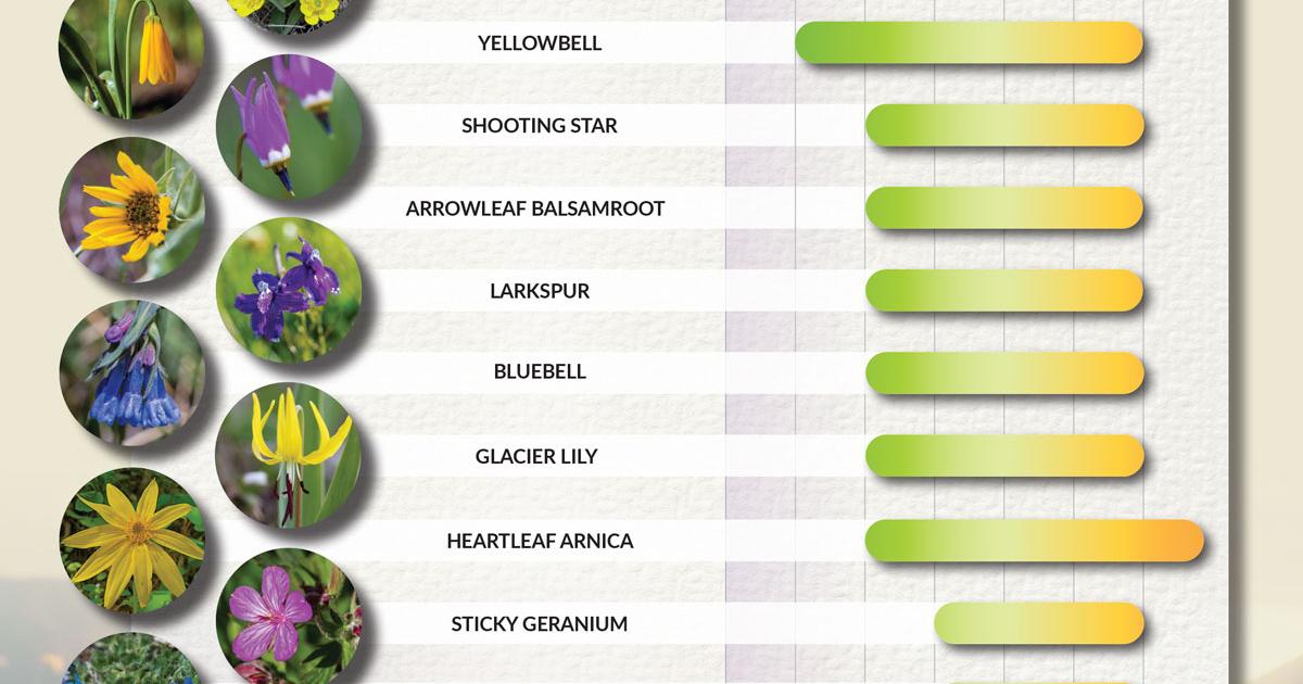 In Bloom | Outside Bozeman