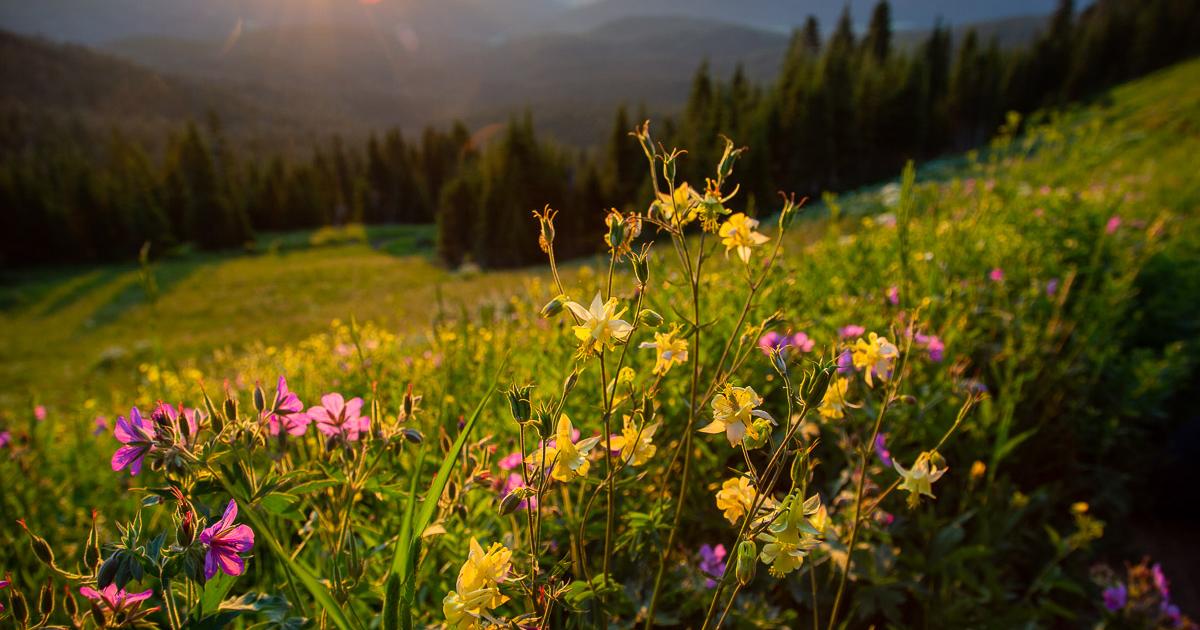 PCEC Native Plant Hike | Outside Bozeman