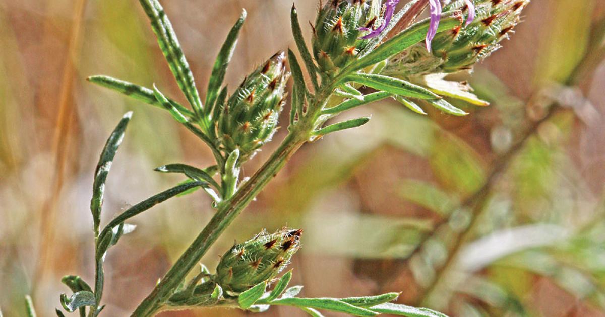 Paradise Valley Weeds Education Field Day | Outside Bozeman