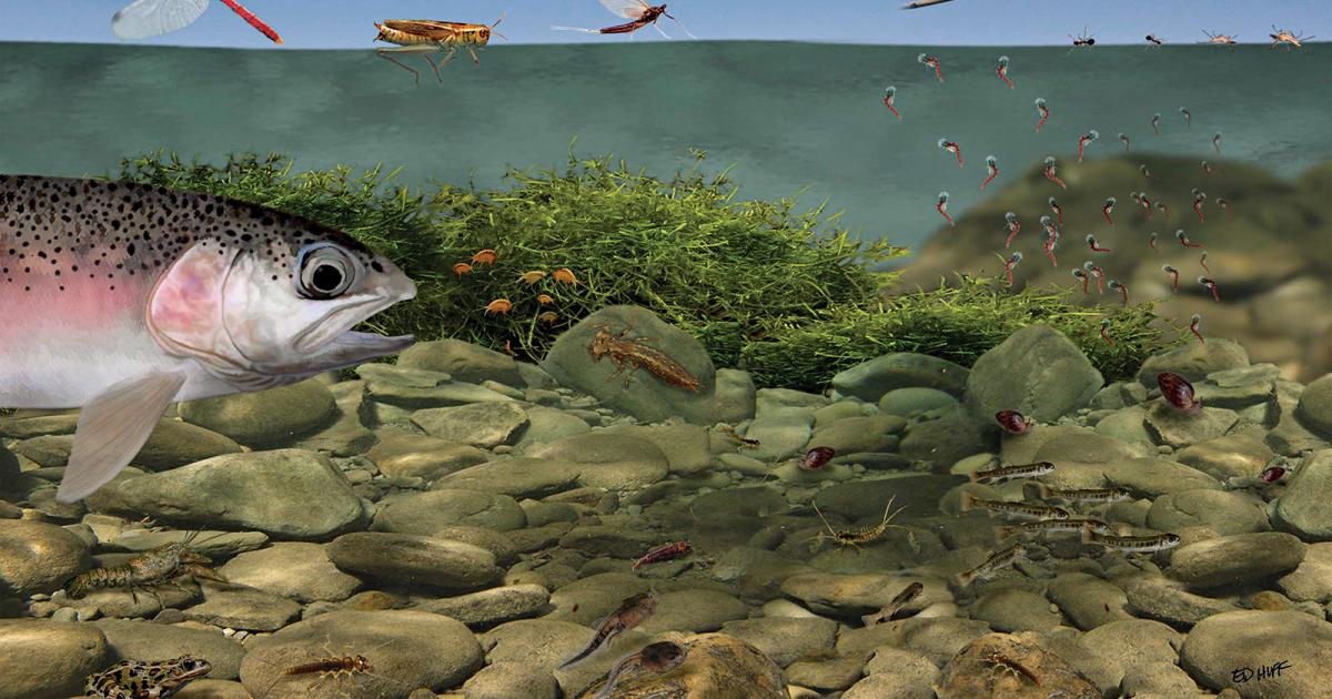 A Trout's Diet | Outside Bozeman