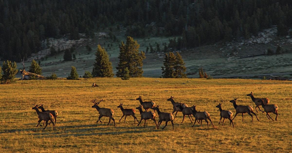 Whose Elk Are They? | Outside Bozeman