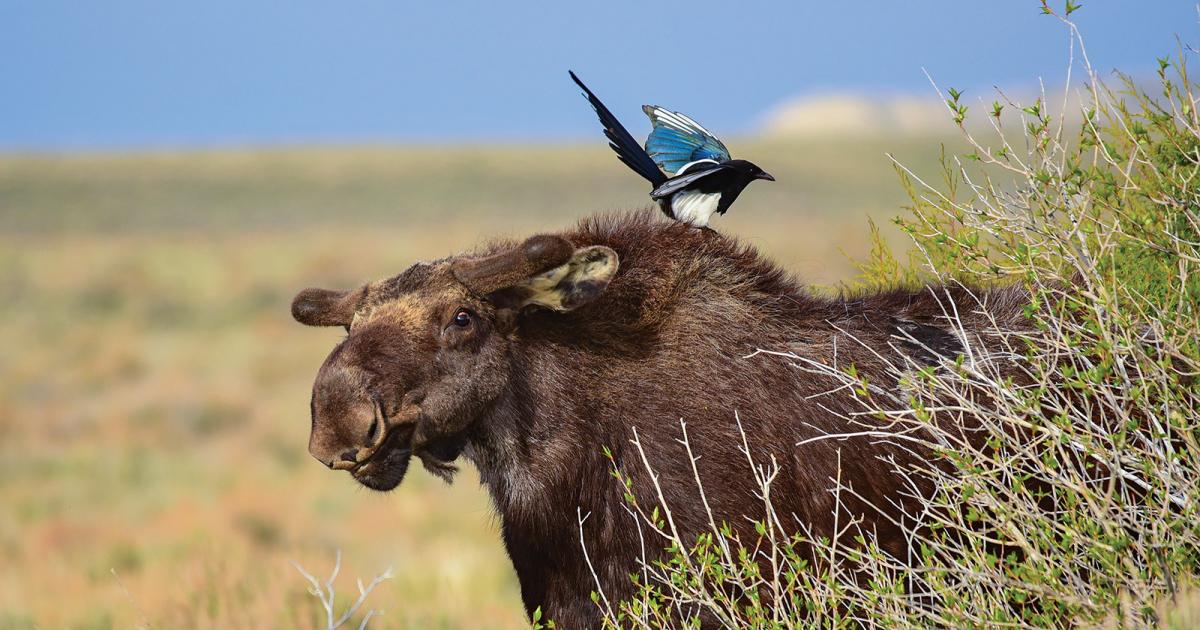 The Natural State | Outside Bozeman