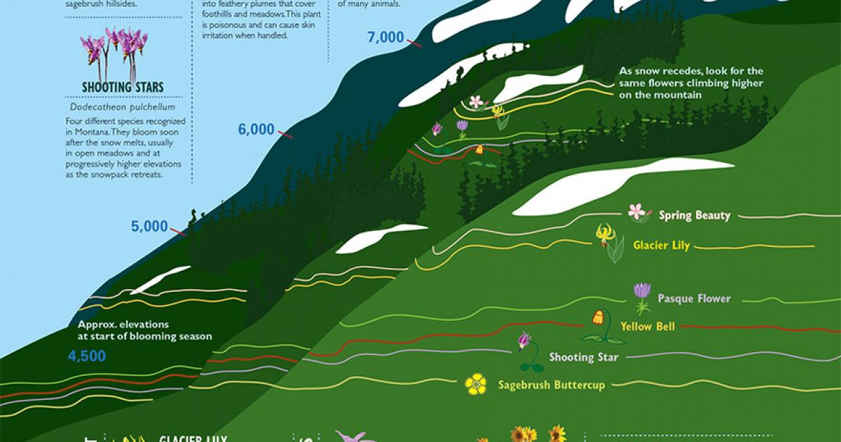 Spring Bloomers | Outside Bozeman