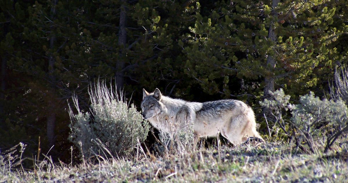 The Tale of the Wolf | Outside Bozeman