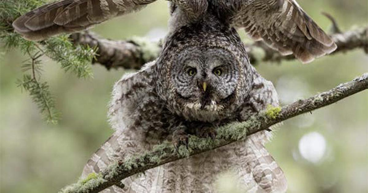 SAS January Program | Outside Bozeman