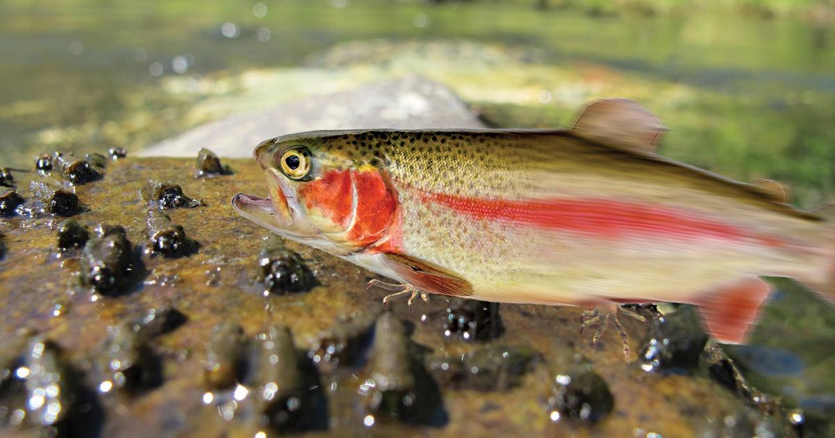 Bait & Switch | Outside Bozeman