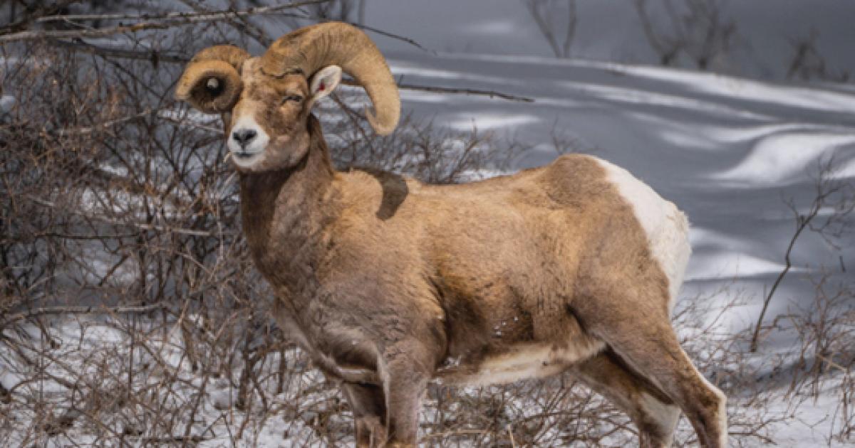 RIP: Snailhorn | Outside Bozeman