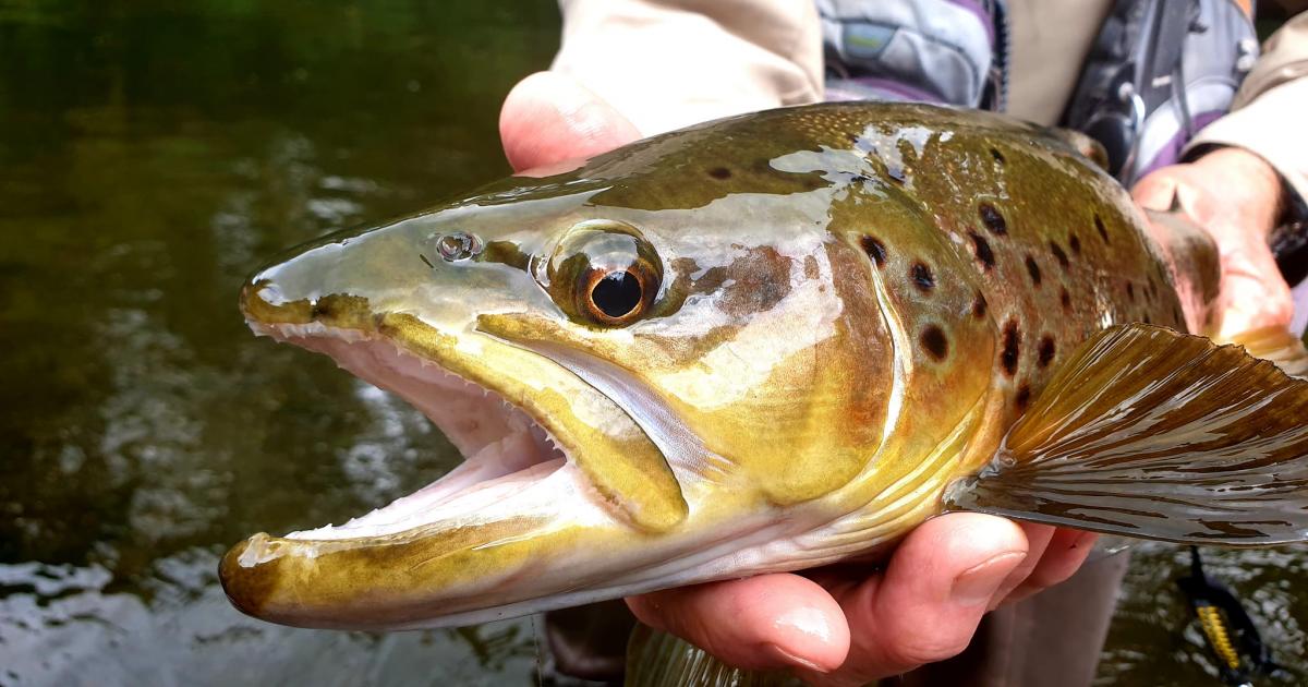 George Grant Trout Unlimited Banquet | Outside Bozeman
