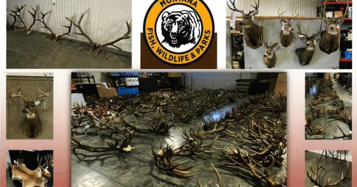 FWP Wildlife Auction | Outside Bozeman
