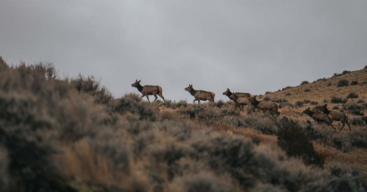 Paradise Valley Ranch Bull Elk Hunt | Outside Bozeman