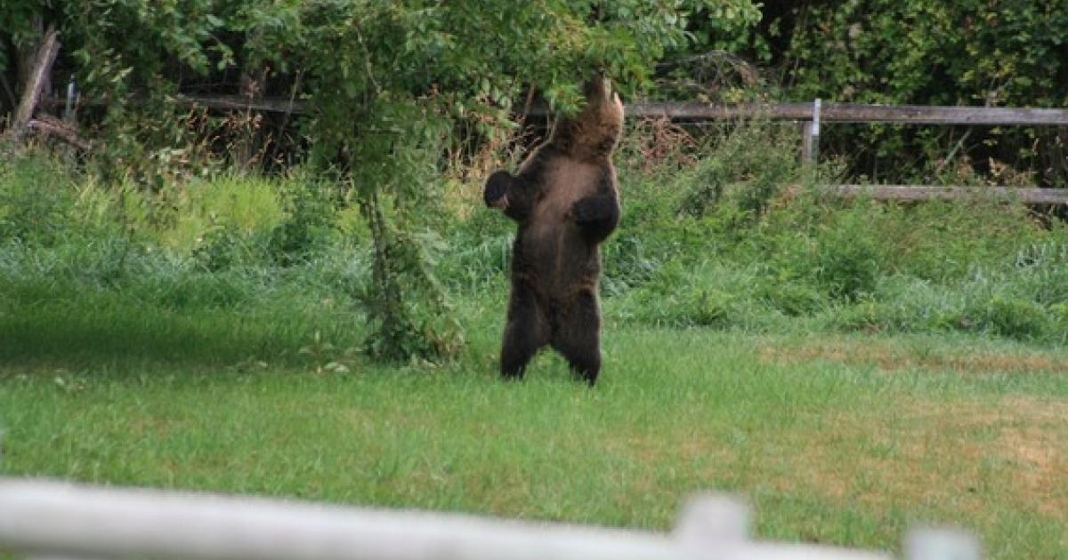 Community Bear Meetings | Outside Bozeman
