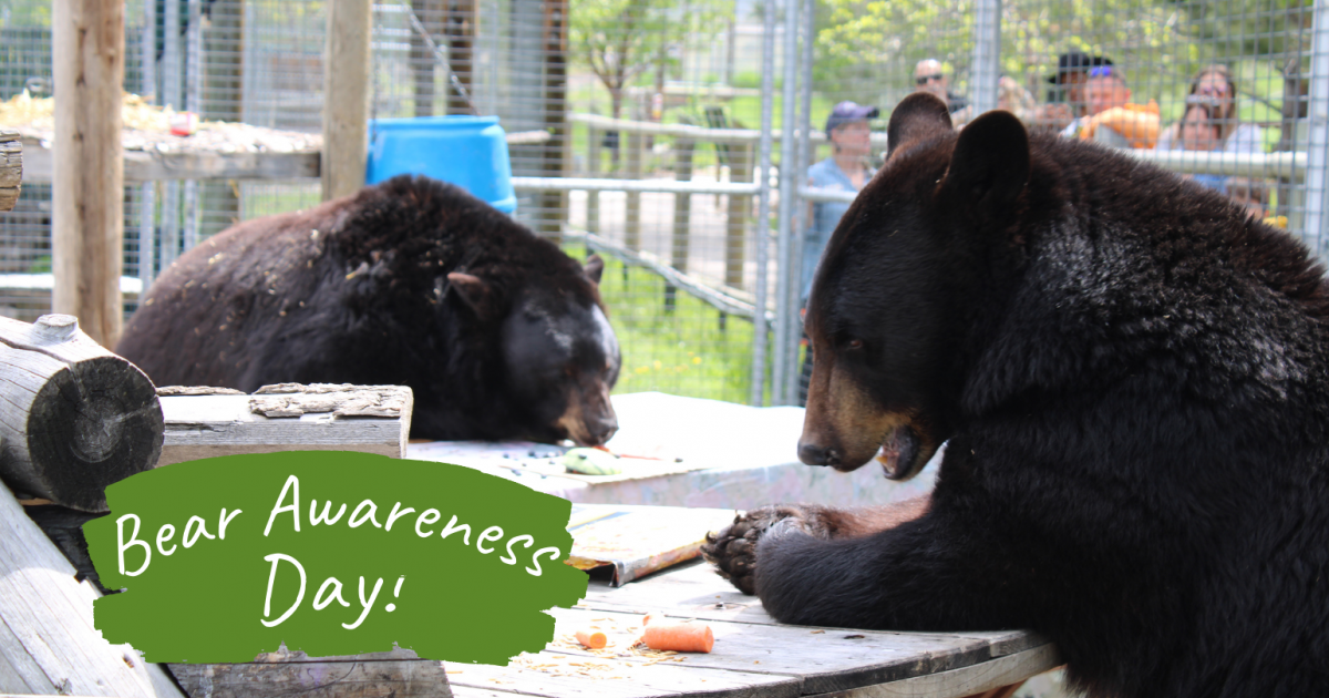 Bear Awareness Day | Outside Bozeman