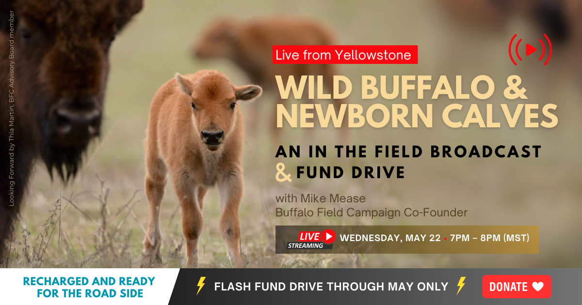 Buffalo Field Campaign: Live from Yellowstone | Outside Bozeman