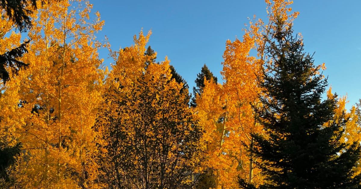 Field Day: Fall Wonders | Outside Bozeman