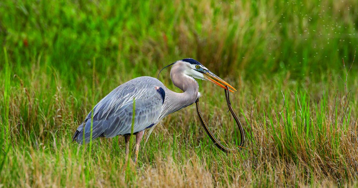 What's for Lunch | Outside Bozeman