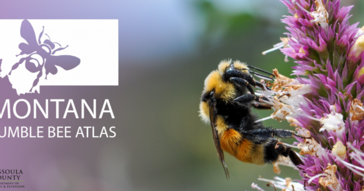 Bumble Bee Atlas Workshop | Outside Bozeman