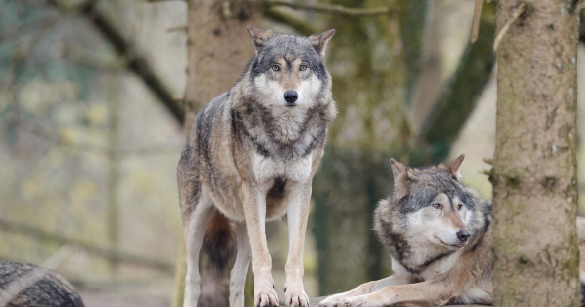 Bear & Wolf Conversation | Outside Bozeman