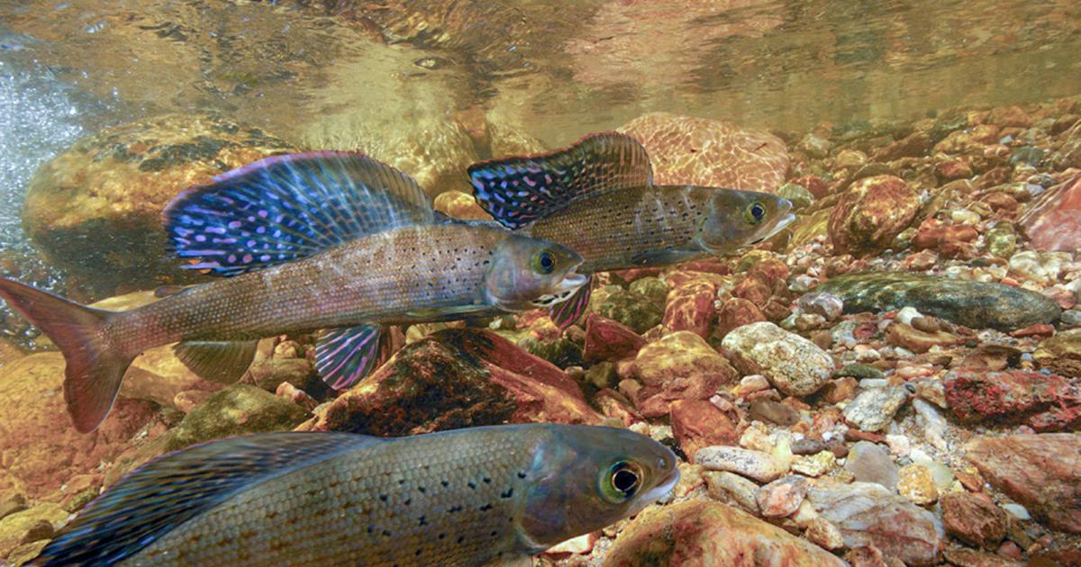 Silver Bullet | Outside Bozeman