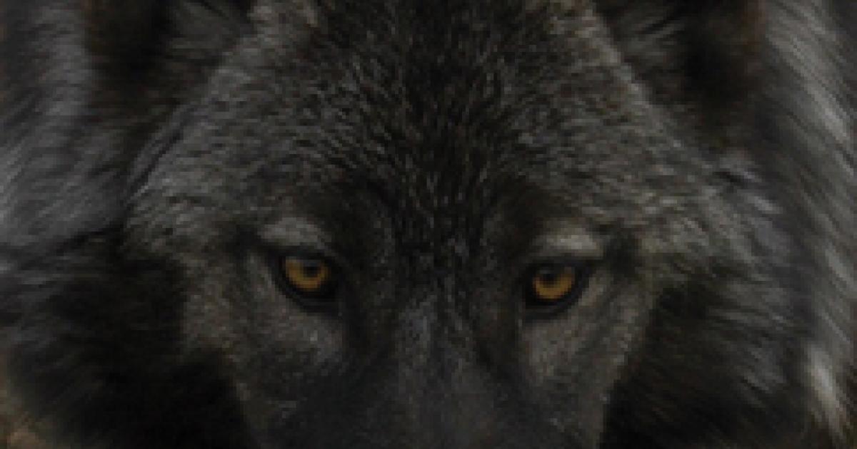 Howling Good Times | Outside Bozeman