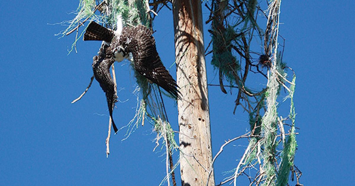 Strung Up | Outside Bozeman
