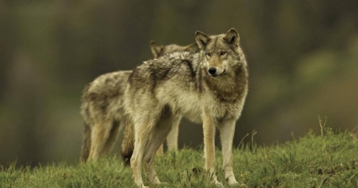 Chasing the Wolf | Outside Bozeman