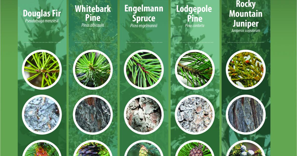 Tree ID | Outside Bozeman