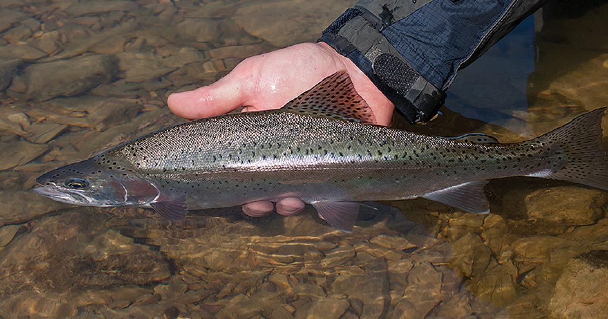Keep 'Em Wet | Outside Bozeman
