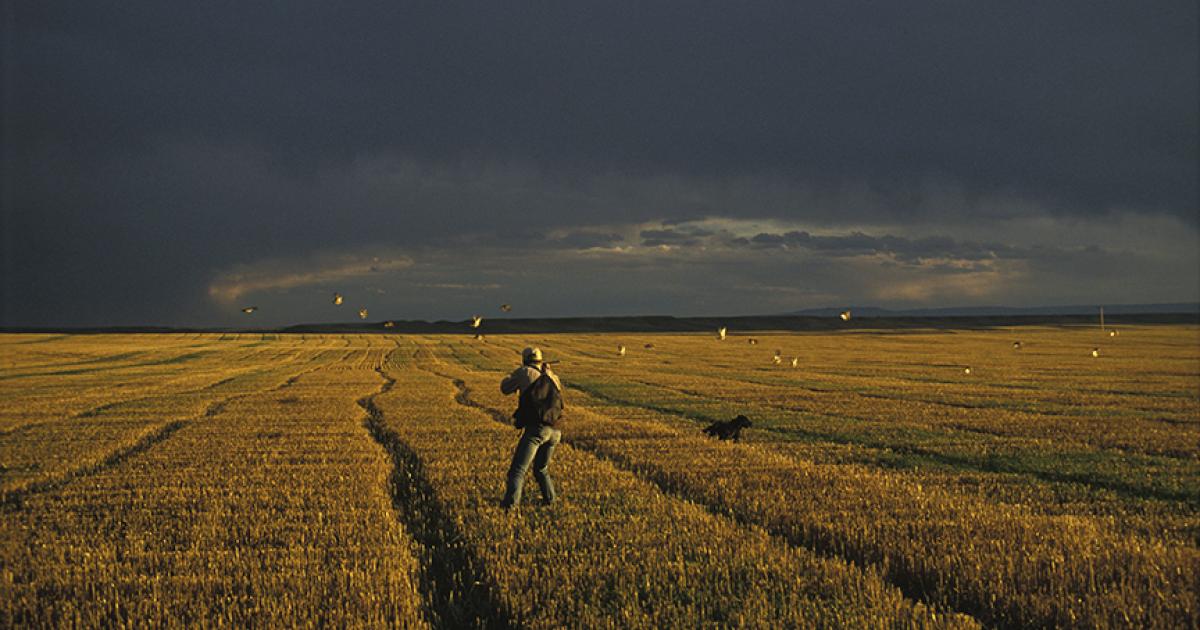 Pop Goes the Partridge | Outside Bozeman