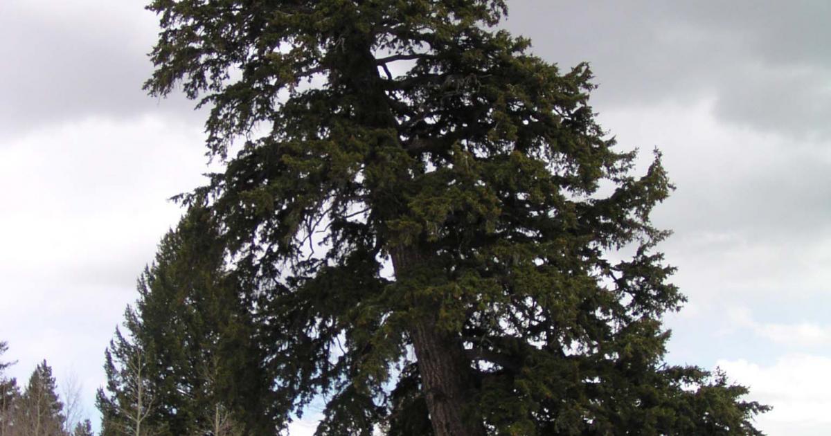 Montana Wind | Outside Bozeman