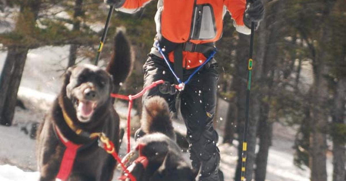 Dog-Joring 101 | Outside Bozeman