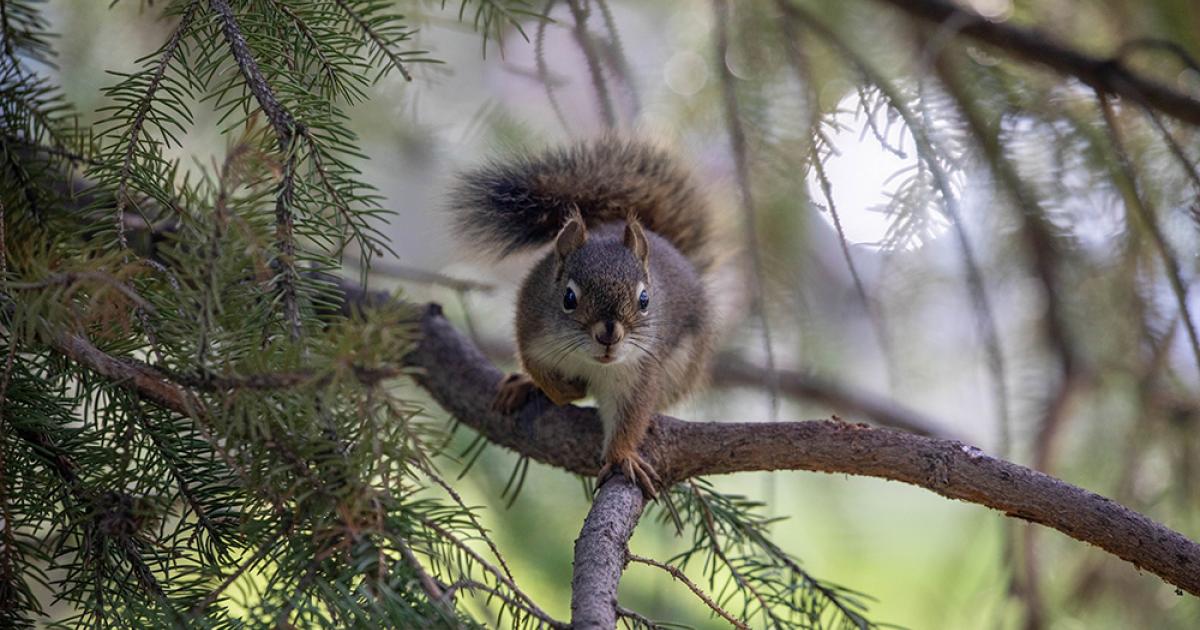 Squirrel Talk | Outside Bozeman