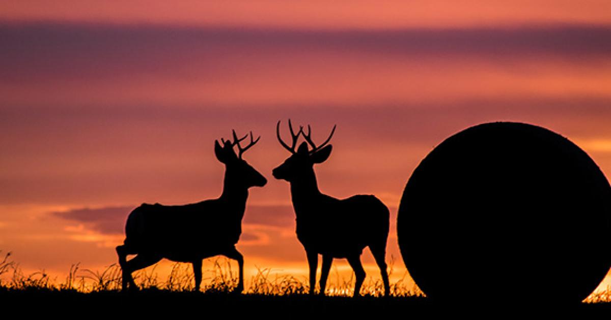 Muley Noted | Outside Bozeman