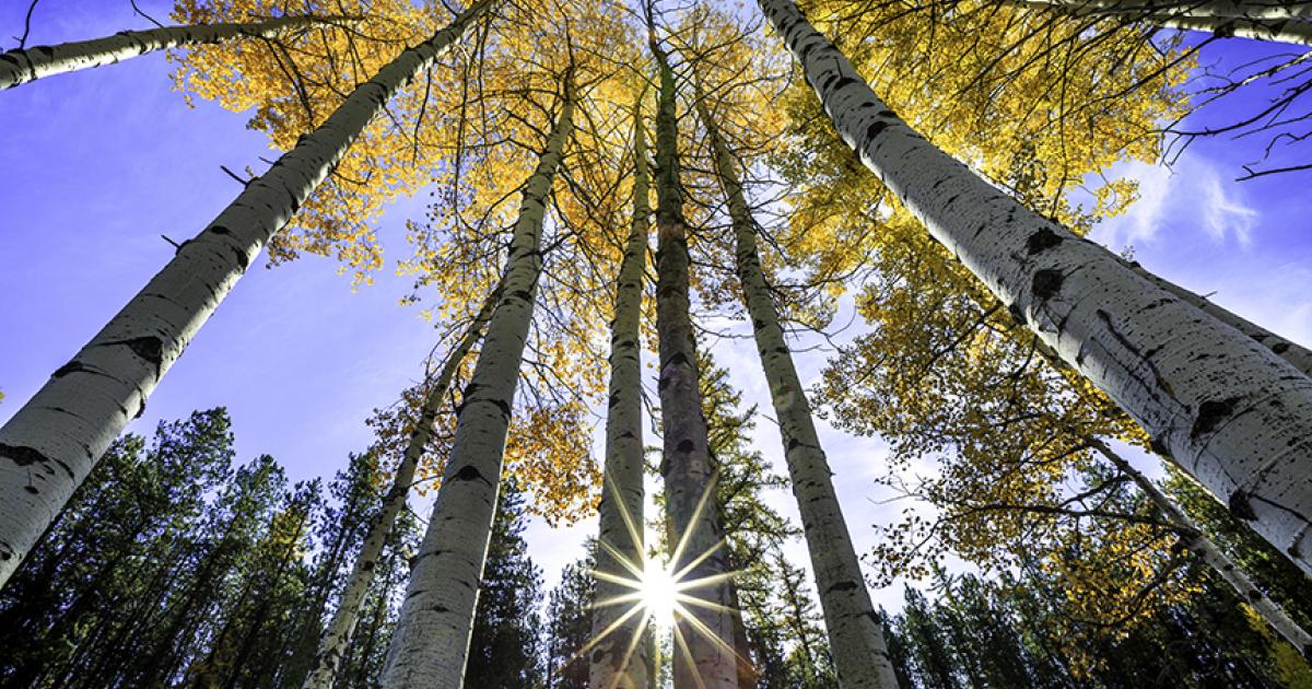 Fall Foliage | Outside Bozeman