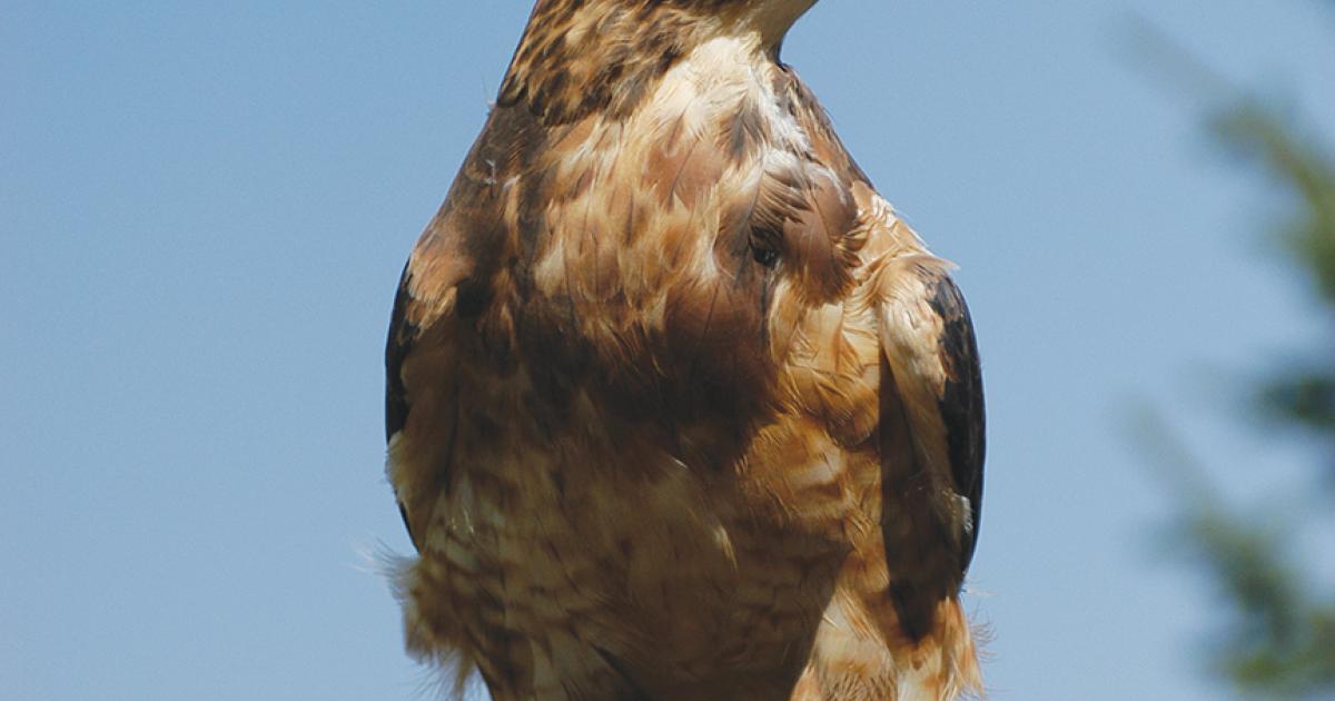 Flitting Around | Outside Bozeman