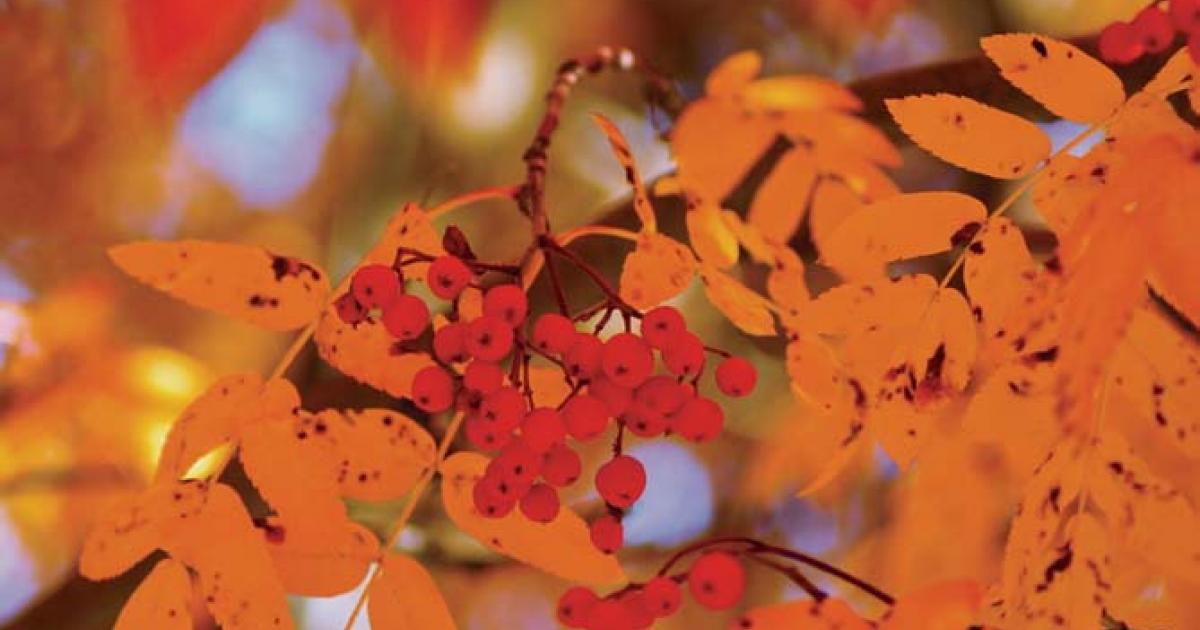 Autumn Color, Autumn Light | Outside Bozeman