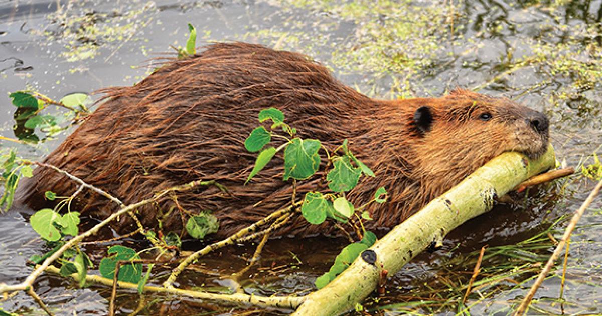 International Beaver Day | Outside Bozeman