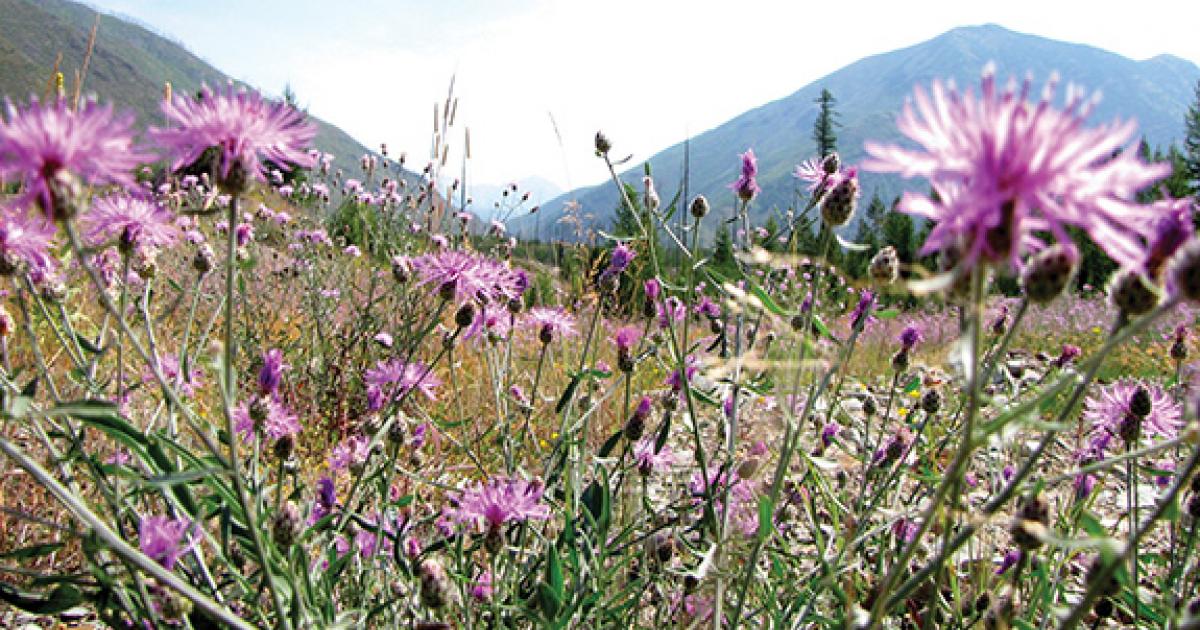 Weed & Wildflower Hikes | Outside Bozeman
