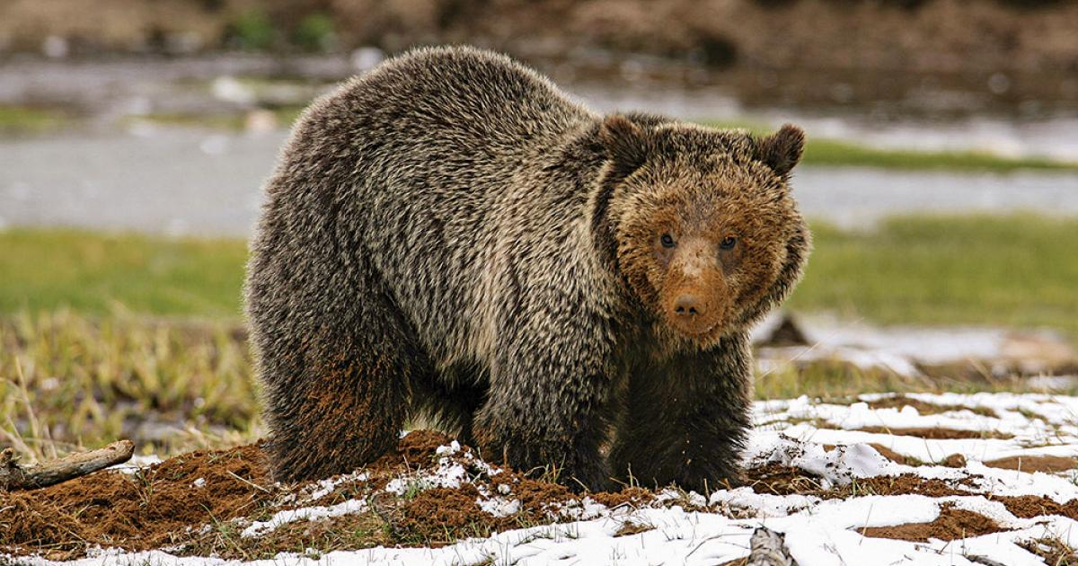 Bear Safety Training Day | Outside Bozeman