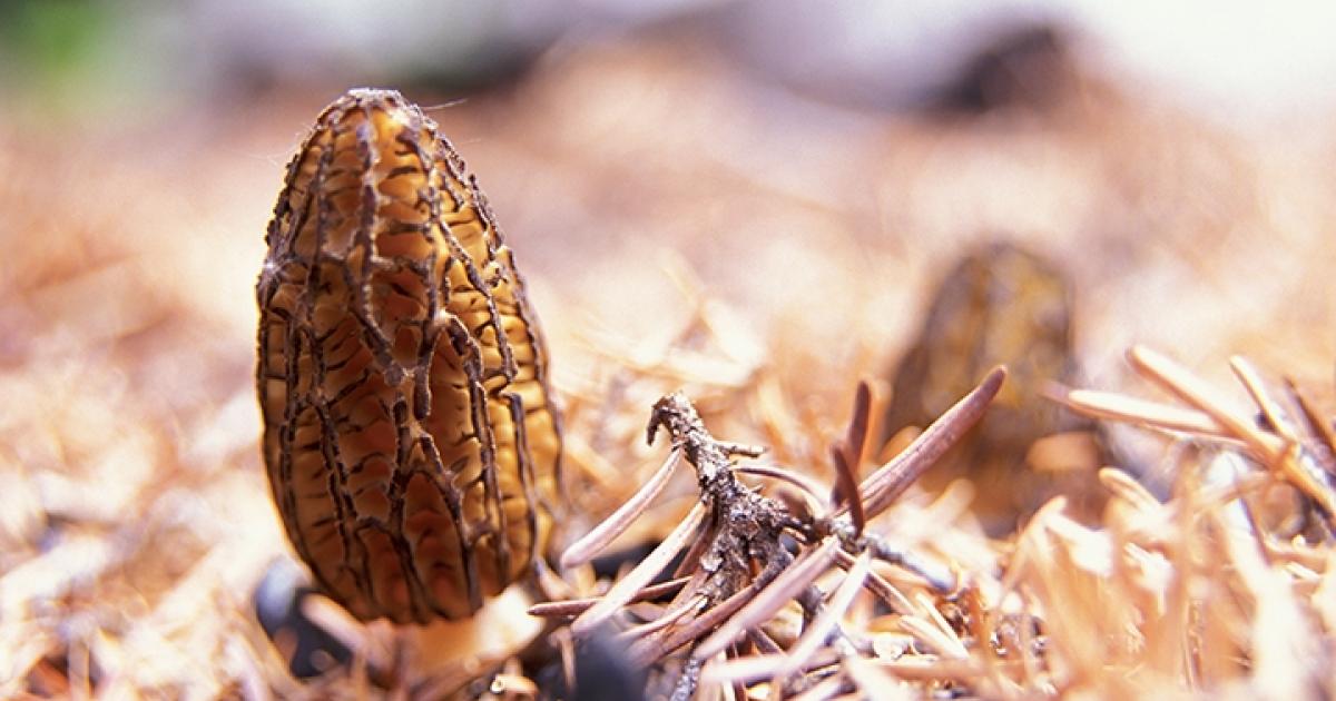 Hunting for Morels | Outside Bozeman