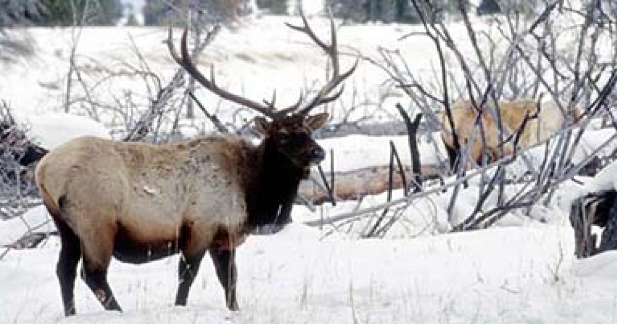 Big-Game Hunting | Outside Bozeman