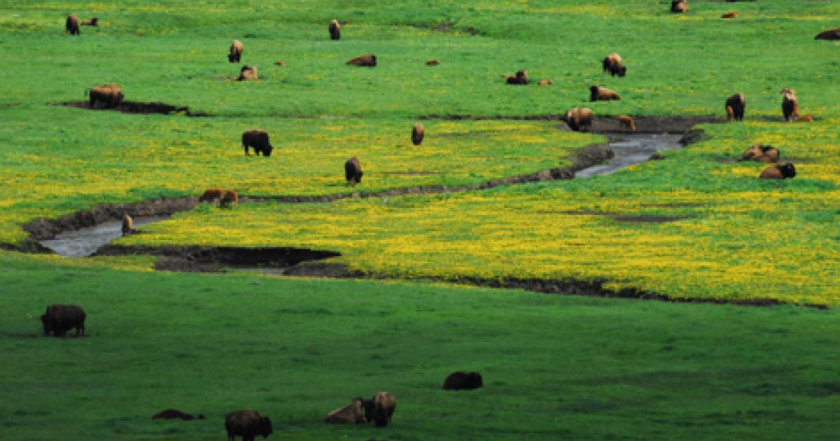 Talk: How Bison Engineer a Better Ecosystem | Outside Bozeman