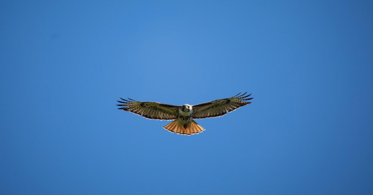 The Tell-Tail Hawk | Outside Bozeman