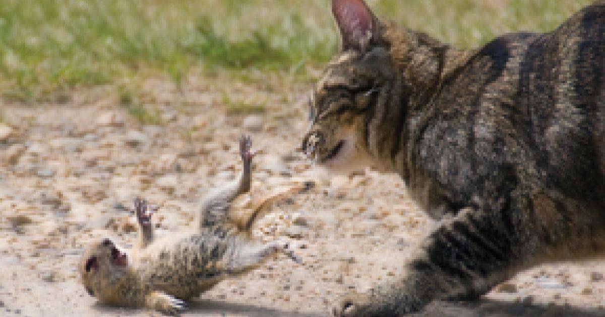 Gopher-Shooting, Anyone? | Outside Bozeman