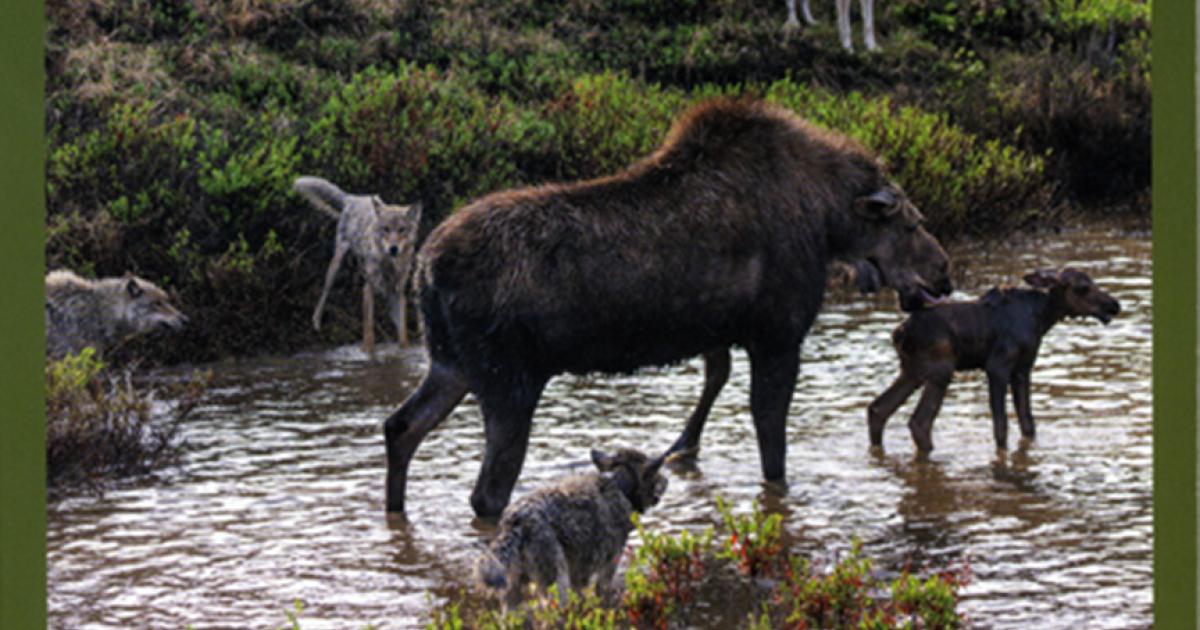 Book: The Real Wolf | Outside Bozeman