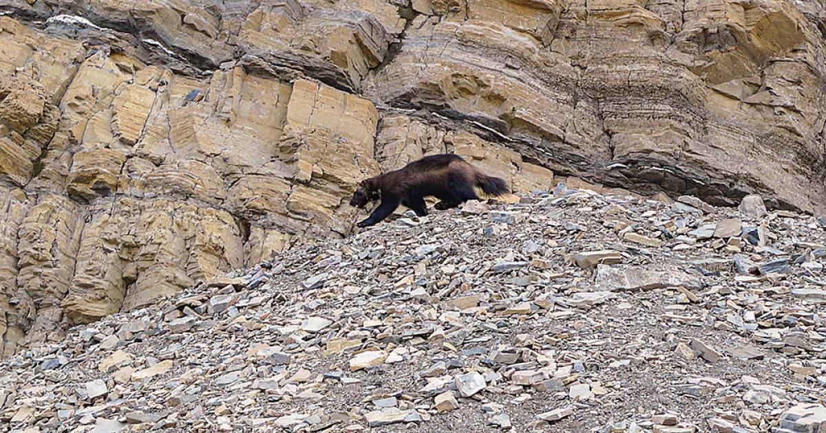 Godforsaken Gulo | Outside Bozeman