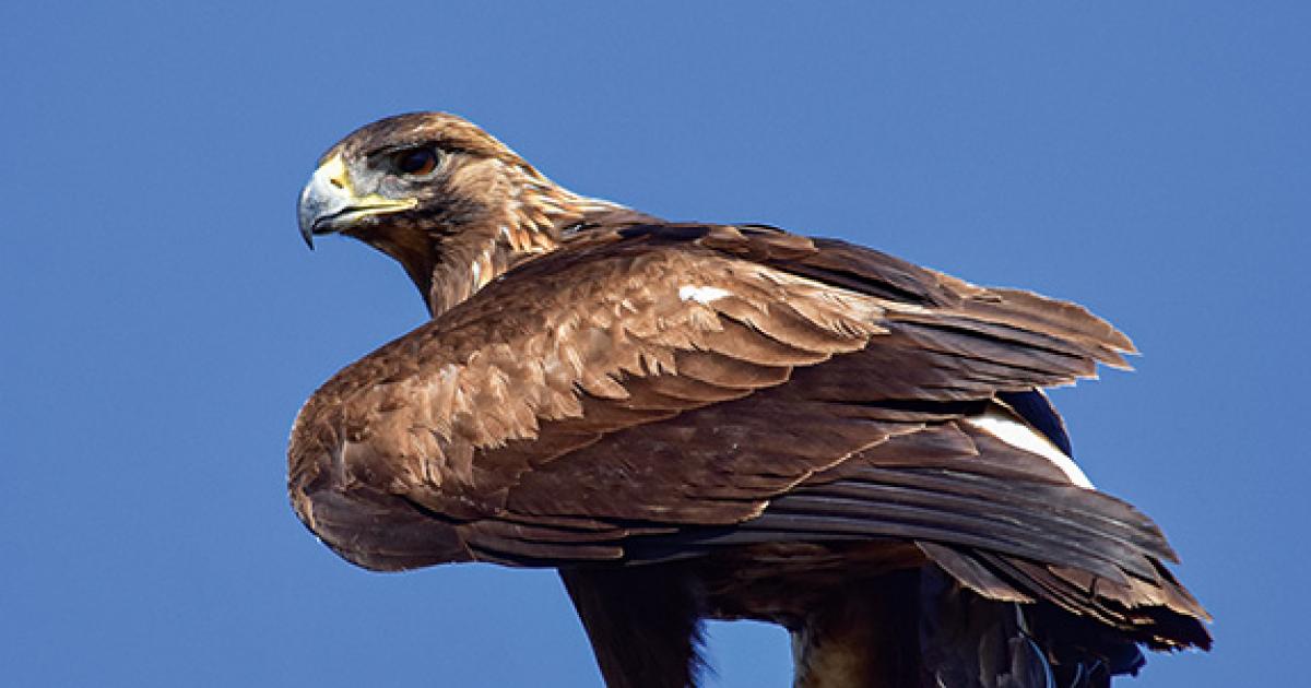 Parroting Predators | Outside Bozeman